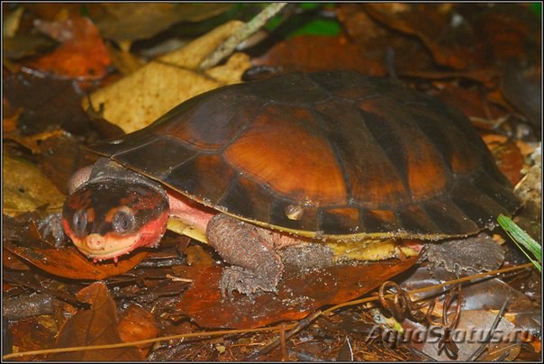 Черепаха Бокошейная красная ( Rhinemys rufipes ) (Справочник ...
