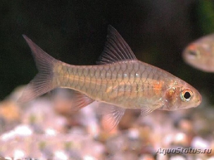 Барбус Конго ( Clypeobarbus congicus , Congo Barb ) (Справочник ...