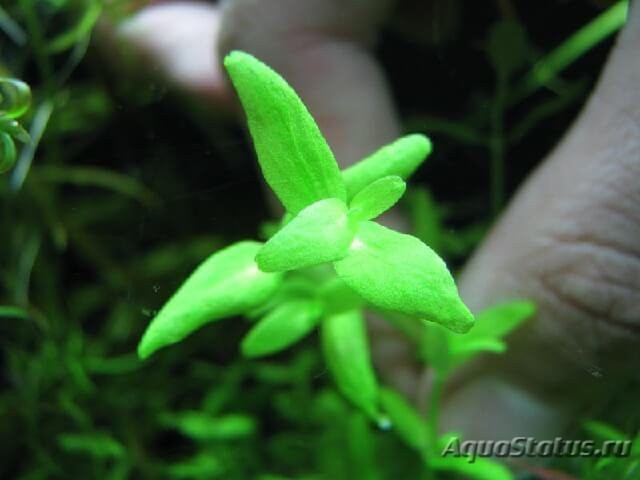 Бакопа Японская ( Bacopa sp. Japan ) | Справочник аквариумных растений ...