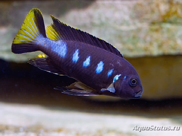 Элонгатус чевере (P­seudotropheus elonga­tus chewere) (Справочник ...