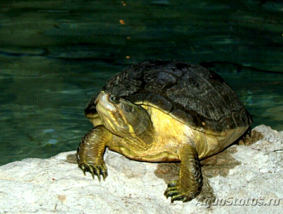 Черепаха северная ан­тильская (Trachemys decussata angusta) (Прочие ...