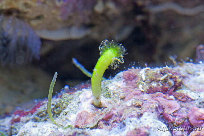 Морская зелёная водо­­росль Неомерис сп. 01 ( Neomeris sp.01 ...