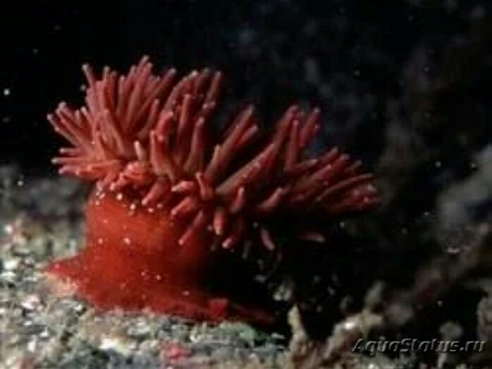 Актиния бермуденская ( Actinia bermudensis Red, Maroon/Sting Anemone ...