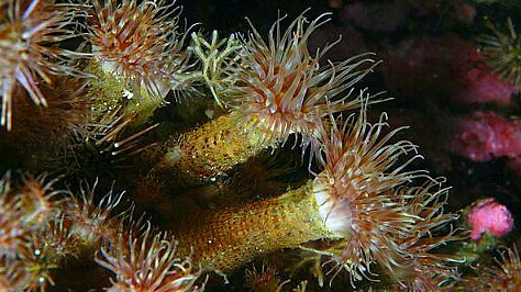 Анемон Феллия эксле­­кс (Phellia exlex) (Справочник морских ...