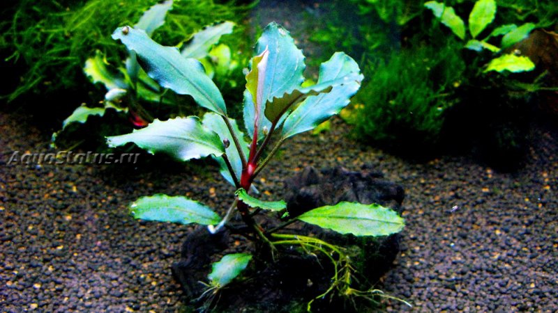 Буцефаландра сине-зеленая (Bucephalandra sp. Blue Green) | Справочник ...