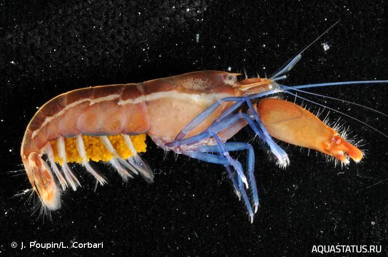 Синеногий - Полосатый рак - щелкун ( Alpheus formosus ) (Справочник ...