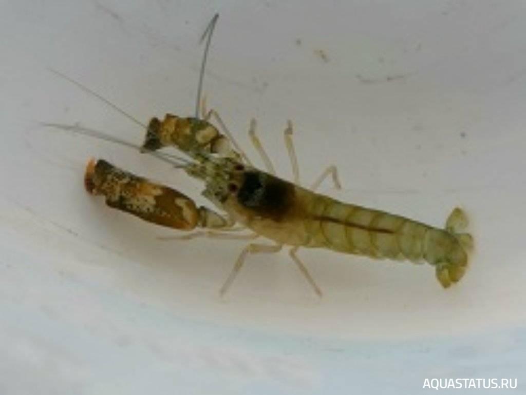 Средиземноморский каменный рак - щелкун ( Alpheus dentipes ...