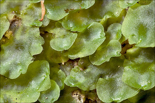 Мох Пилия Эпипхилла (Pellia epiphylla - Feines Lebermoos) (Справочник ...
