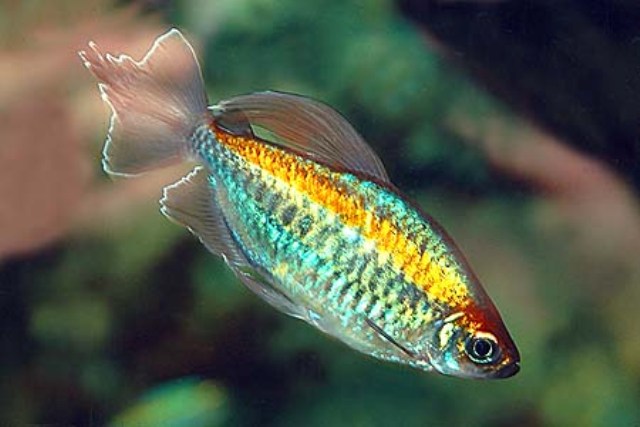Тетра Конго, Фенакограмм радужный (Micralestes interruptus ...