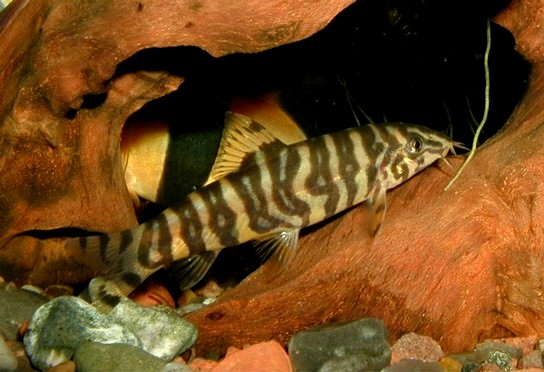 Боция рострата (Botia rostrata) (Справочник аквариумных рыб, тема #10830)