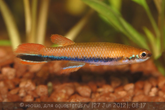 Ривулус синеполосый (Rivulus xiphidius) | Справочник аквариумных рыб ...