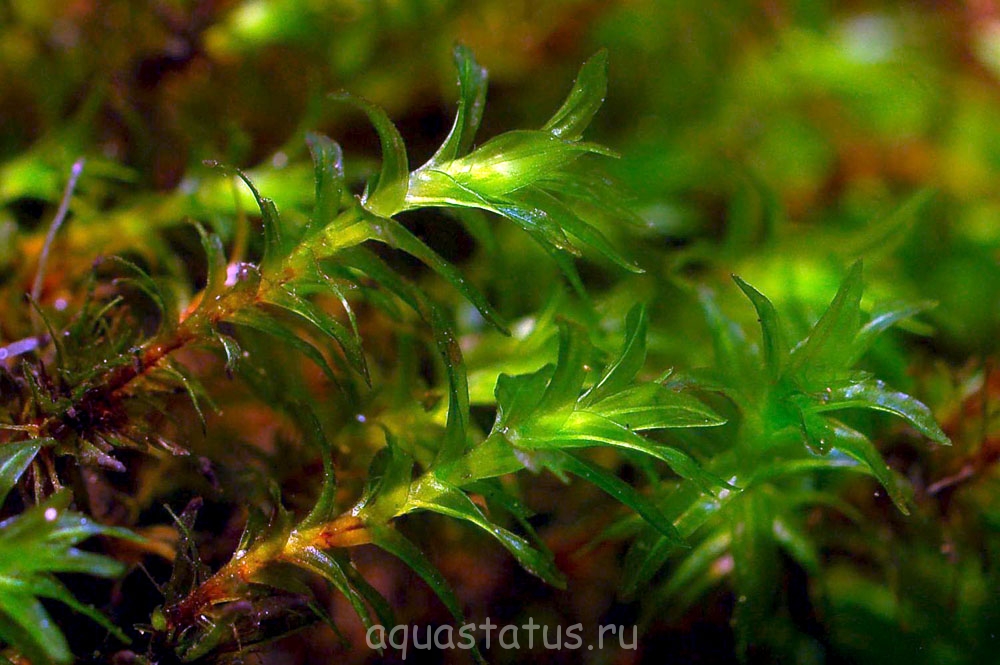Мох миллиметровый (Barbula sp. millimeter moss ) (Справочник ...