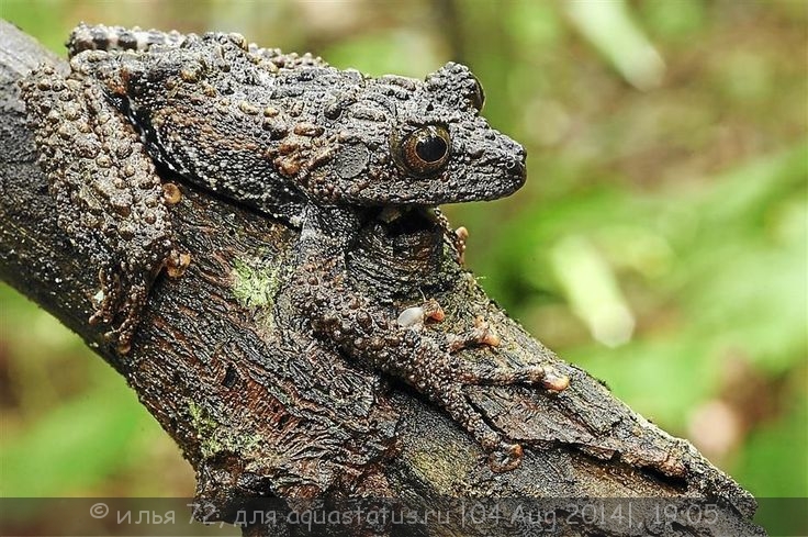 Телодерма бородавчатая (Theloderma leporosum) (Справочник террариумных ...