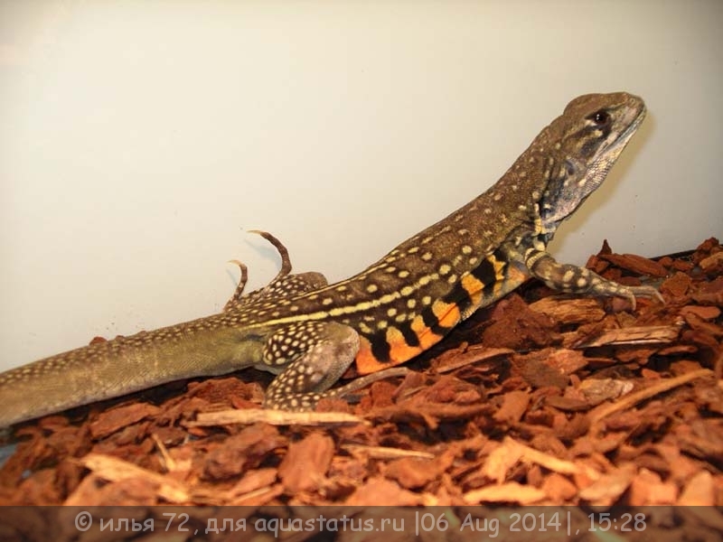 Агама-бабочка Ривса (Leiolepis reevesii) (Справочник террариумных ...