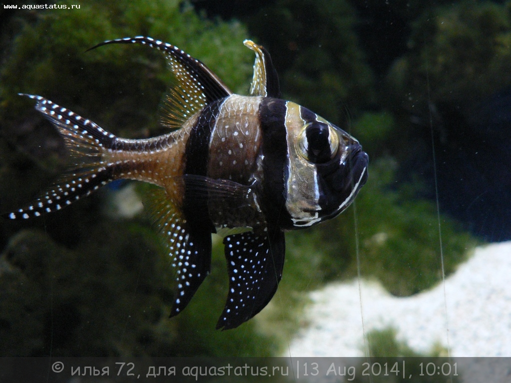 Апогон тюлевый Каудерна (Pterapogon kauderni) (Справочник морских рыб ...