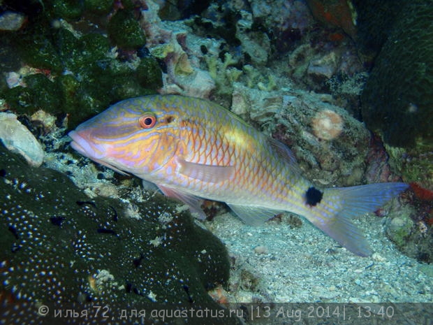Барабуля индийская (Parupeneus indicus) (Справочник морских рыб, тема ...