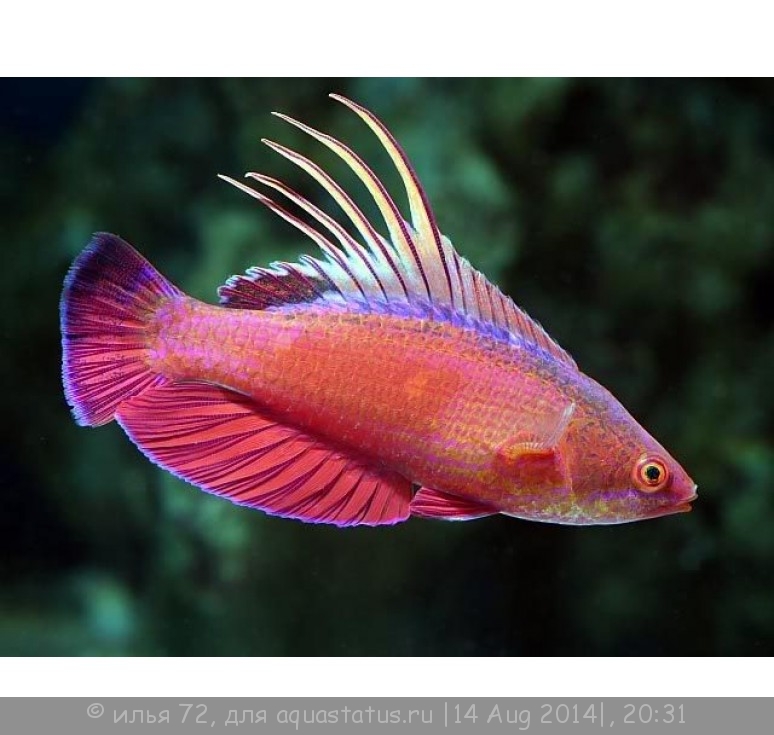 Губан голубоспинный (Paracheilinus cyaneus) (Справочник морских рыб ...