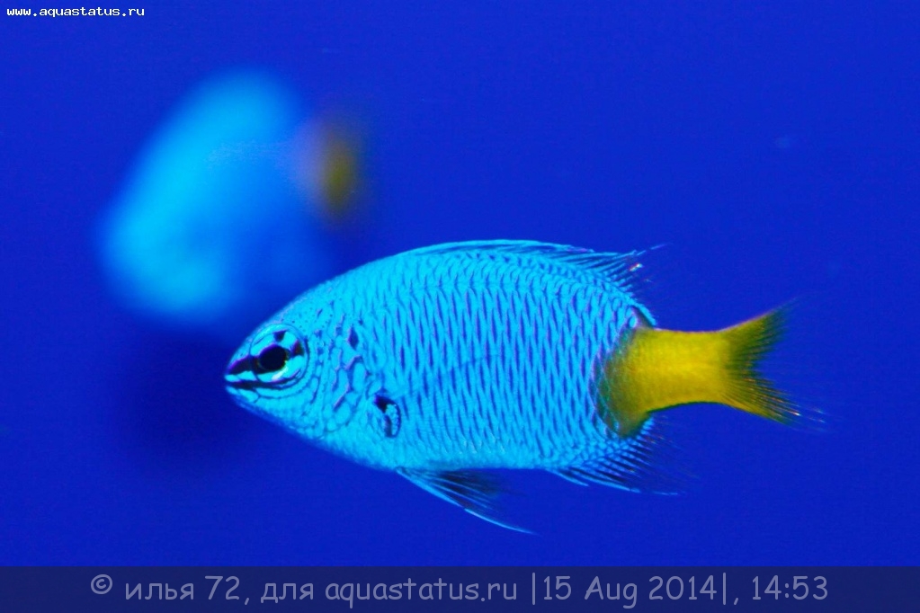 Хризиптера желтохвостая (Chrysiptera parasema) (Справочник морских рыб ...