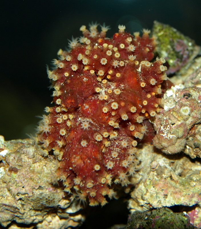 Чилийская губка (Nephthyigorgia sp.) | Справочник морских кораллов ...