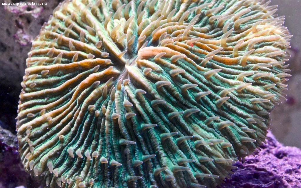 Фунгия (Fungia sp.) (Справочник морских кораллов, тема #26593)