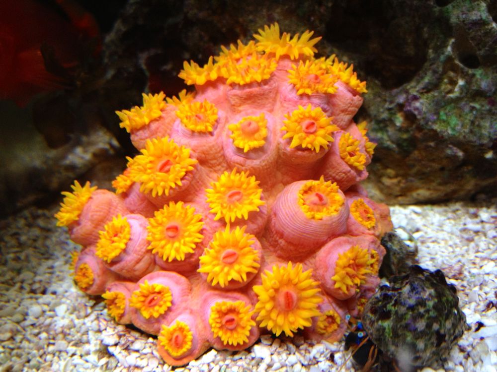 Тубастрея (Tubastrea sp.) (Справочник морских кораллов, тема #26596)