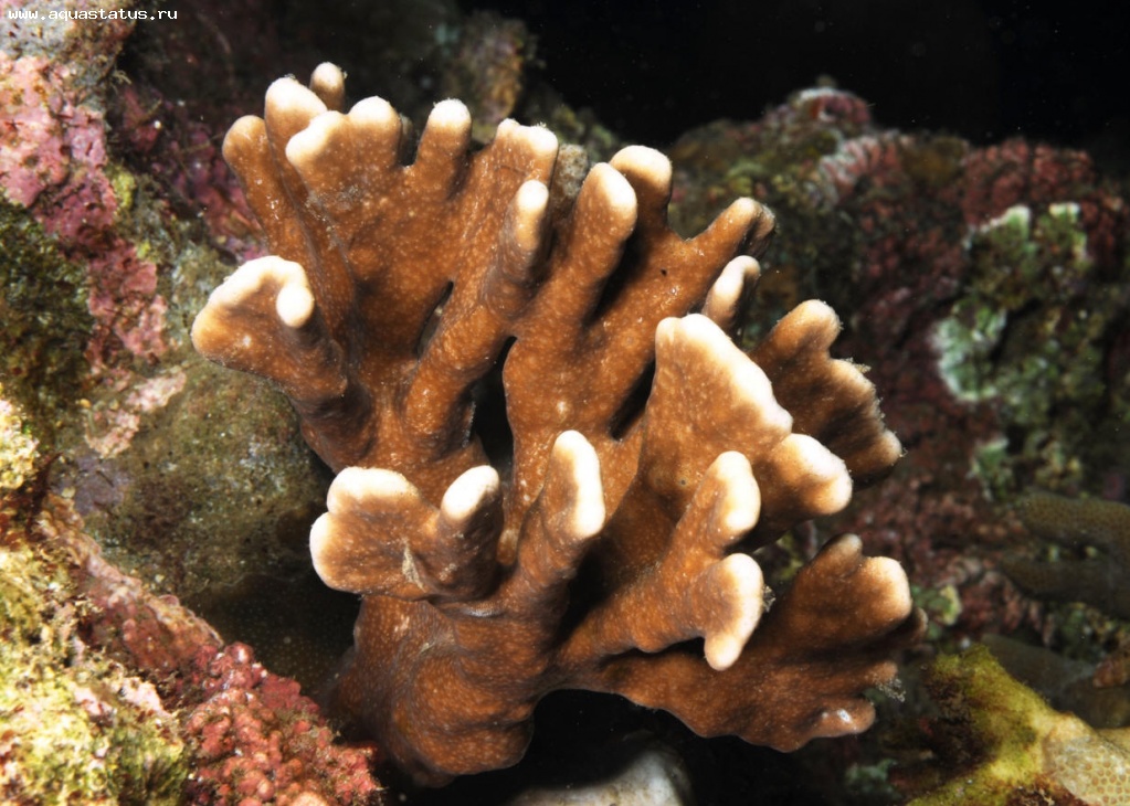 Гелиопора (Голубой коралл) (Heliopora coerulea) (Справочник морских ...