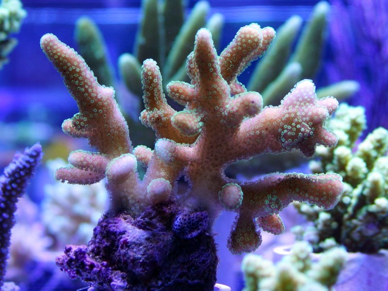 Стилофора (Stylophora sp.) (Справочник морских кораллов, тема #26645)